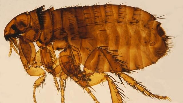 Co nás to zlobí v kožíšku?!? Vnější parazité, s kterými se nejčastěji ...